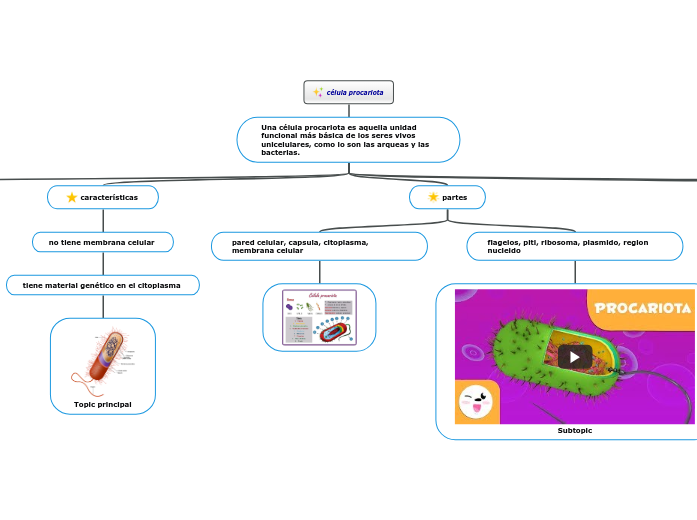 célula procariota - Mind Map